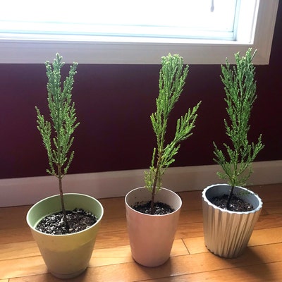 3 Giant Sequoia Trees California Redwood Potted 812 Tall Seedlings Free ...