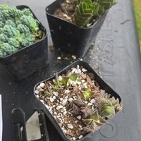 RARE Crassula Tabularis Pagoda Village Succulent Plant 2 Pot - Etsy Canada