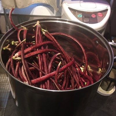 Red Noodle Bean, Yard Long Bean, 15 Heirloom Seeds, Asparagus Bean ...