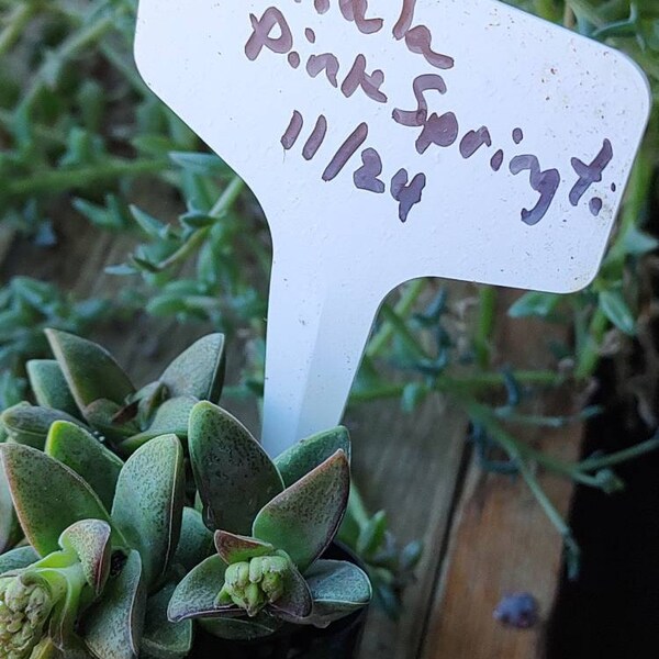 Crassula Morgans Beauty, Silver Springtime in 2 4 Pot - Etsy