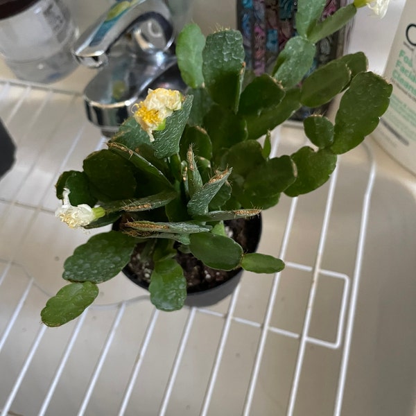 Spring Cactus - White Flowers - Schlumbergera Syn. Rhipsalidopsis ...