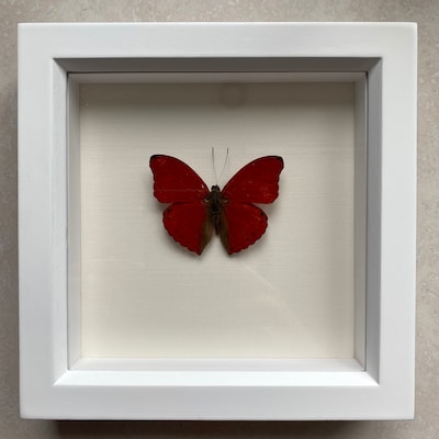 Blood Red Butterfly Insect Display - Etsy