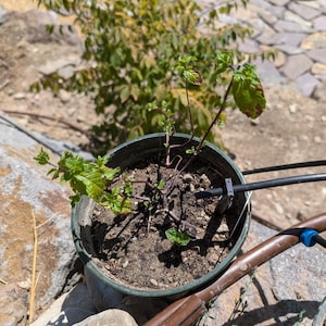 Curry Leaf Tree sweet Neem Live Plant - Etsy