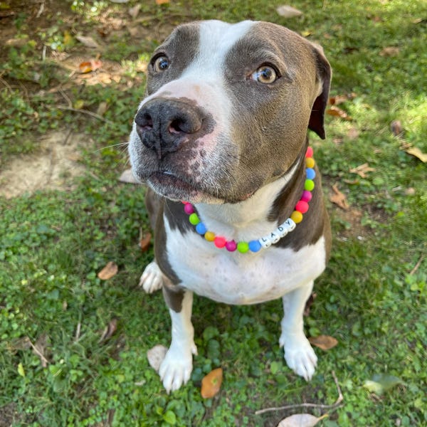 CUSTOM Dog Friendship Collar - Etsy