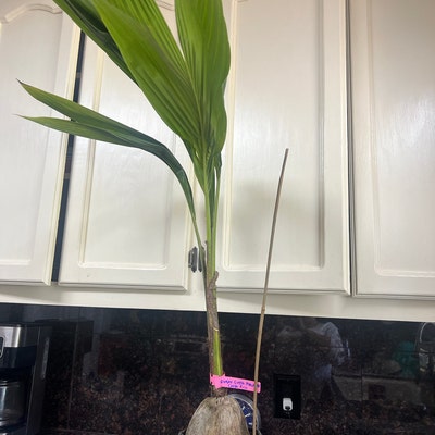 Corypha Umbraculifera , Talipot Palm , Exotic. Extremely Rare, Large ...