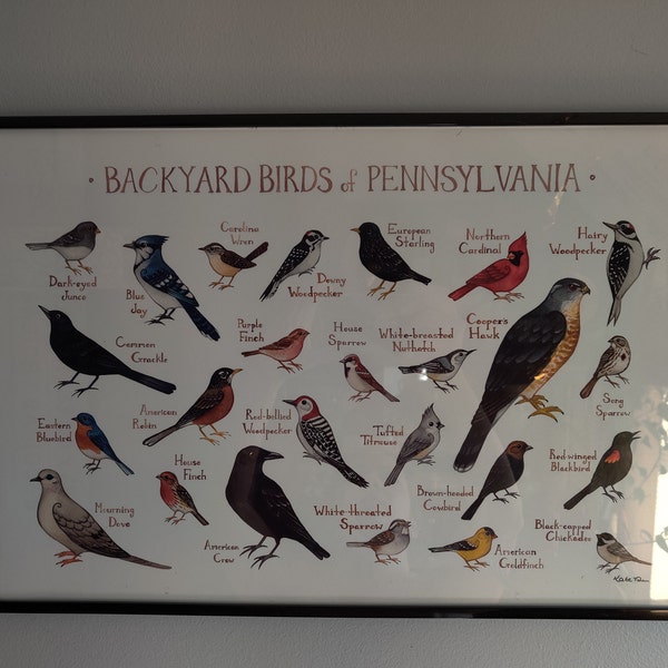 Pennsylvania Backyard Birds Field Guide Art Print / Watercolor Painting ...