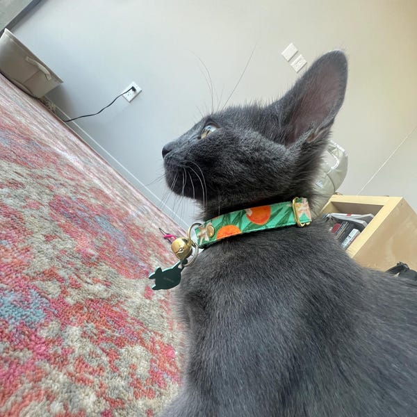 Clementine Cat Collar - "clementine Blossom" - Citrus Cat Collar ...