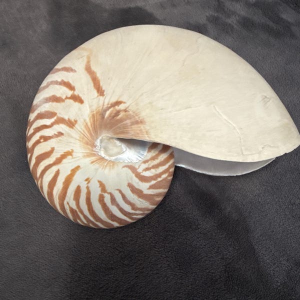 Large Rams Horn Shell - Etsy