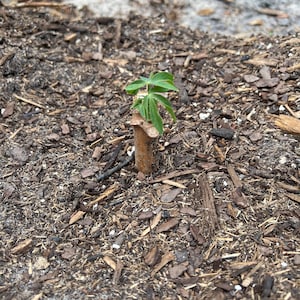 Neoregelia Sheba Bromeliad Offset for Shade or SUN - Etsy