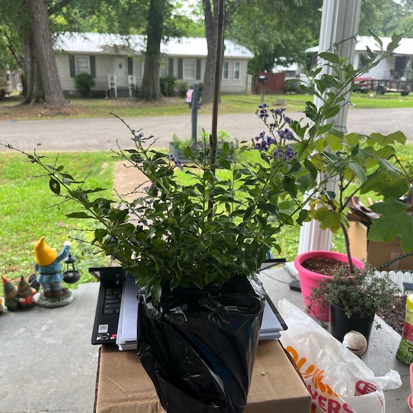 Barbados Cherry (sơ Ri Gò Công) - 2 to 3 Feet Tall - Ship in 3 Gal Pot ...