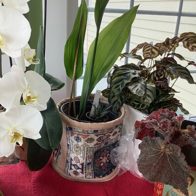 Plant Pot Box, Planter Pots, Plant Bag, Basket Plant Pot, Bohemian ...