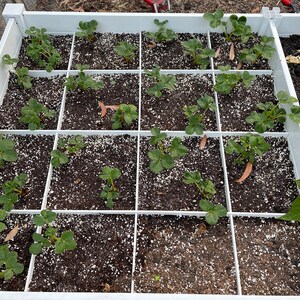 5 Heritage Everbearing Red Raspberry Plants 5 Large 1 Year - Etsy