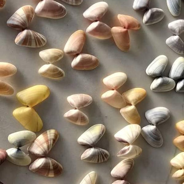 Tiny Scallop Shells From the Beaches of Southwest Florida. - Etsy