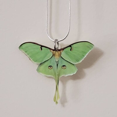 T4 Taxidermy Entomology Pyrops Lanternfly Planthopper Glass Dome ...