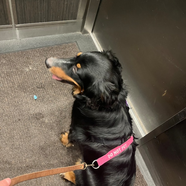 Dog Leash Tag | Dog ID Tag | Dog Leash Holder | Pet Leash Holder ...