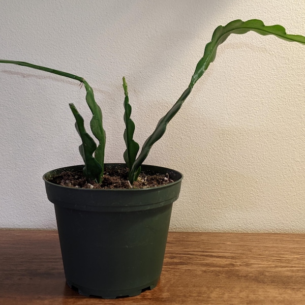 Fishbone Cactus | Epiphyllum Anguliger Ric Rac Cactus | Zig Zag Cactus ...