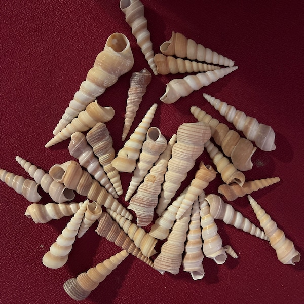 Brown Turritella Shells, Sea Shell Crafts, Beach Cottage Decor - Beach ...