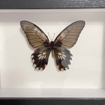 Framed Black Mimathyma Chevana Butterfly Home Decor China - Etsy