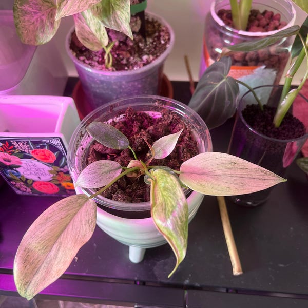 Reverted Plants - Etsy