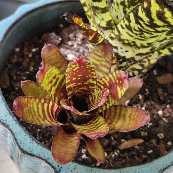 Neoregelia 'wild Tiger' Bromeliad Plant 4'' - Etsy