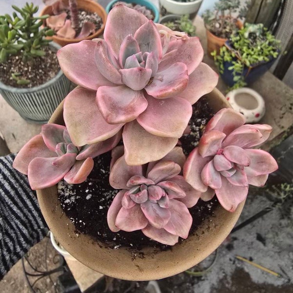 Live Succulents -rare Succulents -graptoveria Mrs Richards Variegata - Etsy