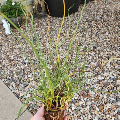 BUY 2 GET 1 FREE Corkscrew Rush juncus Effusus Spiralislive Aquatic ...