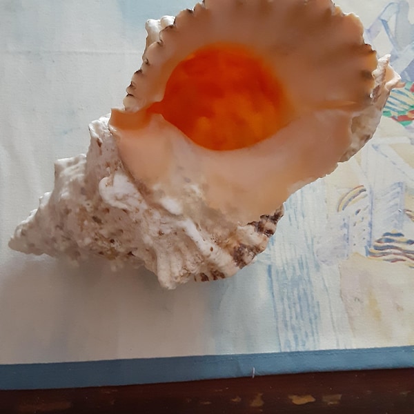 100% Real Large 1-6" You Pick Size Spikey Murex Pectin Venus Comb ...