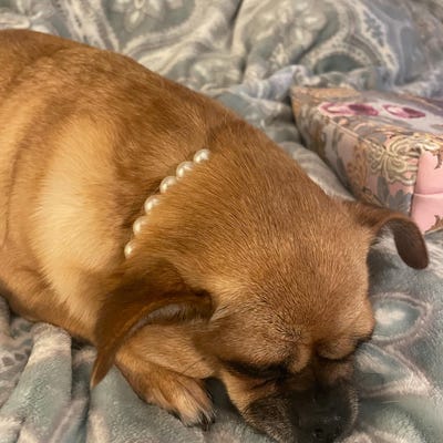 Dog Pearl Necklace, Pet Pearl Collar, Pet Jewelry, Dog ID Tag ...