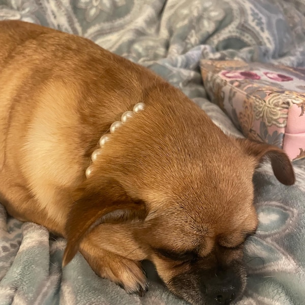 Dog Pearl Necklace, Pet Pearl Collar, Pet Jewelry, Dog ID Tag ...