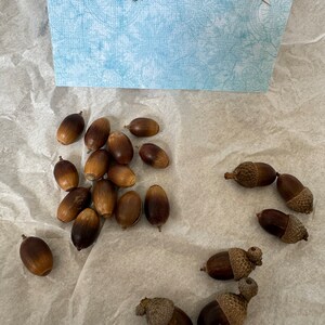 Formosa Lily Seeds lilium Formosanum A Pack of 20 Seeds - Etsy