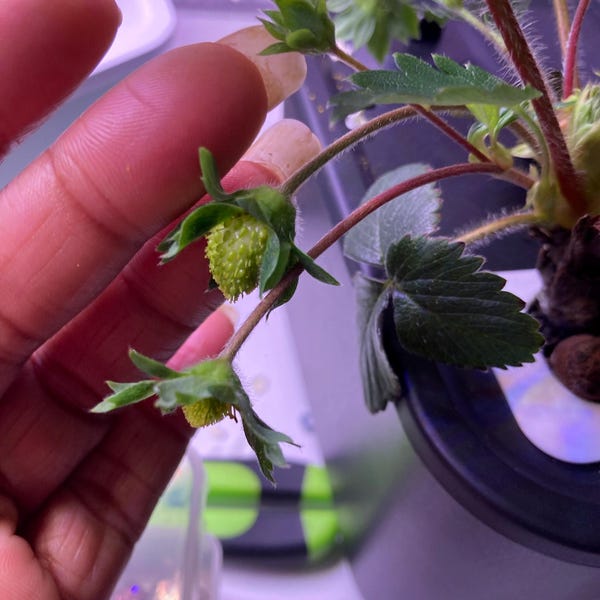 Trending Dog Paw Collar Colorful Ring Sz9 Plated Silver Always in My ...