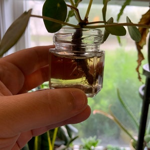 Set of 3 Propagation Jars 3.4 Ounces With Cork Lids. - Etsy