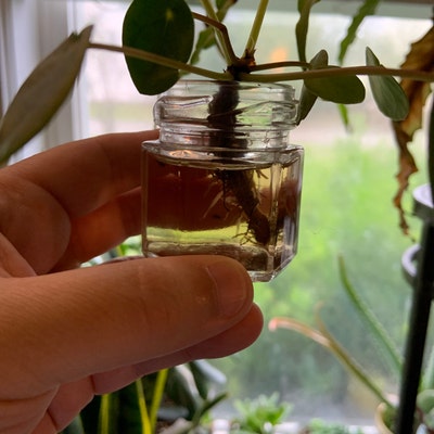 Mixed Set of 3 Propagation Jars Plants, Houseplants, Clipping, Cutting ...