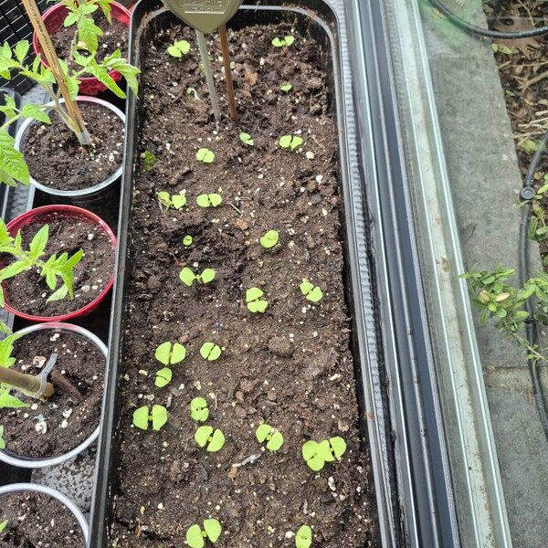 Red Shepherd Pepper Seeds - Etsy Canada