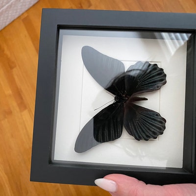 Real BLACK Papilio Memnon Butterfly Frame Shadowbox Insect Shadow Box ...