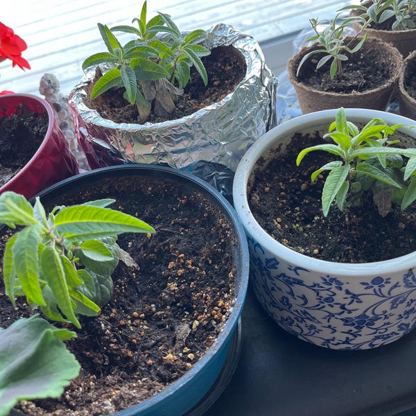 2 Black Night Butterfly Bush Starter Perennials. Easy to Grow. Loves ...