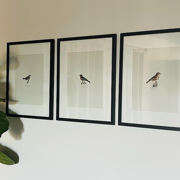 Vintage Bird Illustration Print Set of 9 (digital Prints) - Etsy