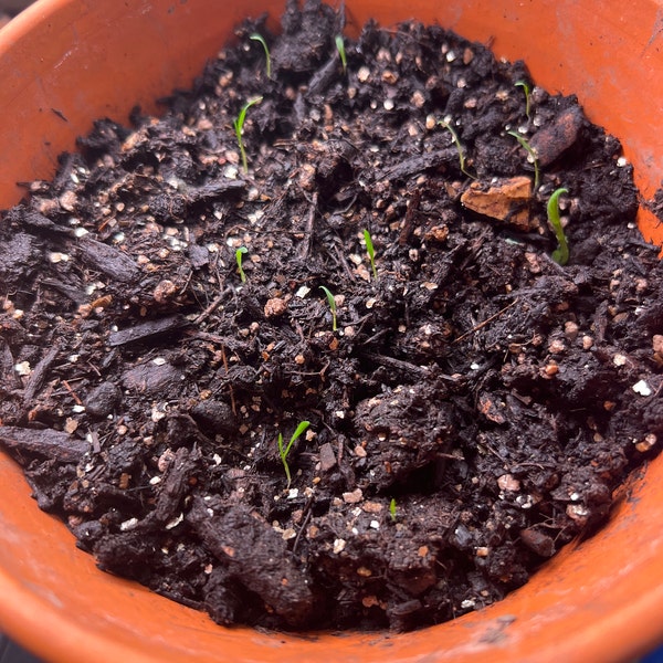 Freeze Dried Organic Comfrey Leaves Fresh Cut! Use This Instead as ...