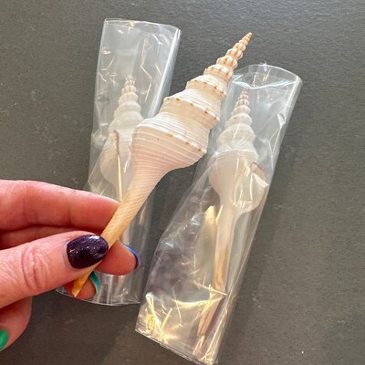 Tibia Spindle Sea Shells White Tibia Shell Long Pointy Shells Shabby ...