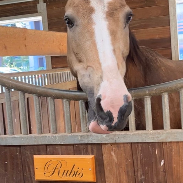 Horse Name Plate Stable Door Sign Plaque (vivaldi Font & Dressage Logo ...