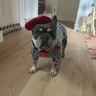 French Look Outfit Set Pet Beret Hat, Red Scarf, Black White Striped T ...