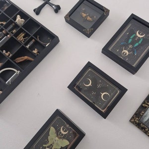 Real Atlas Moth Shadow Box Frame, Framed Attacus Atlas, Moth Taxidermy ...