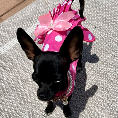 Dog Show Training Stack Box Toy Adult Size Stack Training 20 X 12 ...