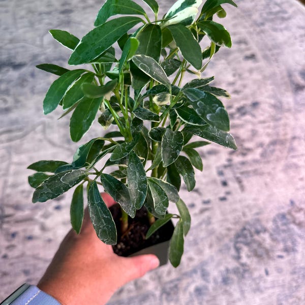 Variegated Dwarf Schefflera (schefflera Aboricola Moondrop) 3” Potted ...