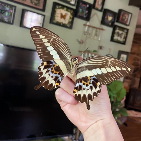 10-100 UNSPREAD RANDOM Butterflies Pack Lot Real Mixed Species Tropical ...