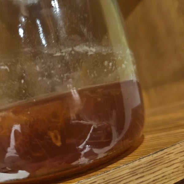 Scoby 10-20 Gr Diameter 5-7 Cm / Fresh Kombucha Mother / Fresh - Etsy