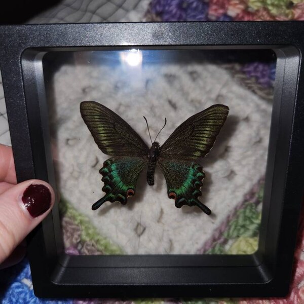 Real Butterfly 3D Floating Frame With Support Base ,original Butterfly ...