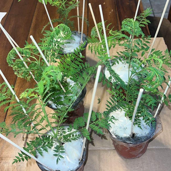 A Midgelyee Seedless Grape Live Plant in a 4” Pot /fruit Live Tree ...