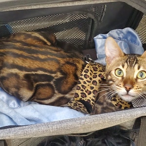 Safetykatz Walking Jacket Red Custom Made Cat Reversible - Etsy