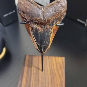 Medium Megalodon Shark Tooth Stand Shark Tooth Stand Custom Metal ...
